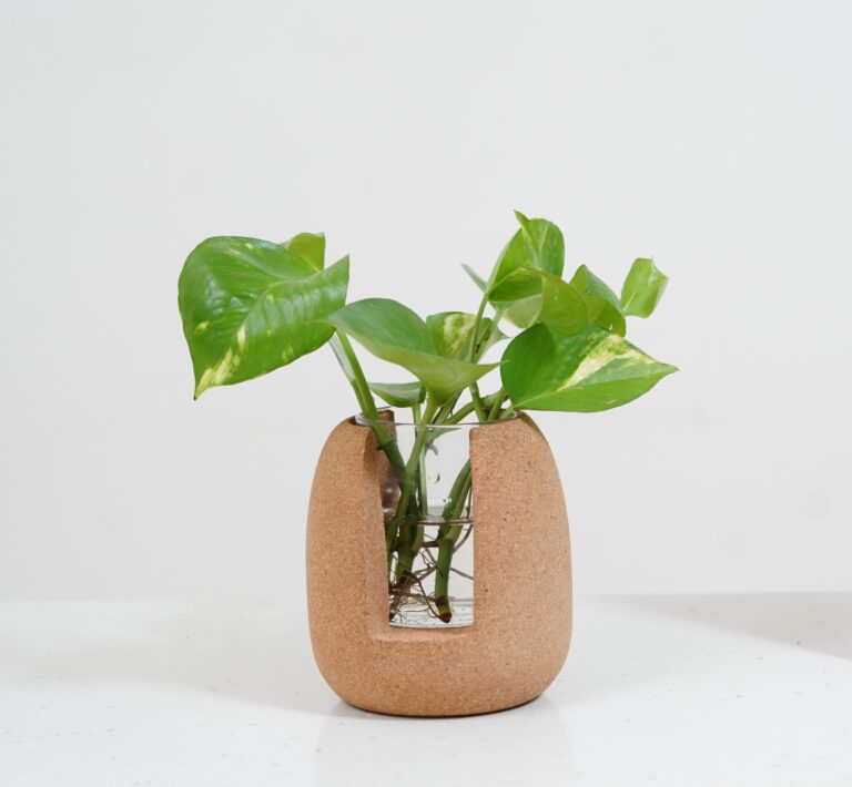 Buy Cork Test Tube Planters in India | Eco-Friendly Glass Plant Holders ...