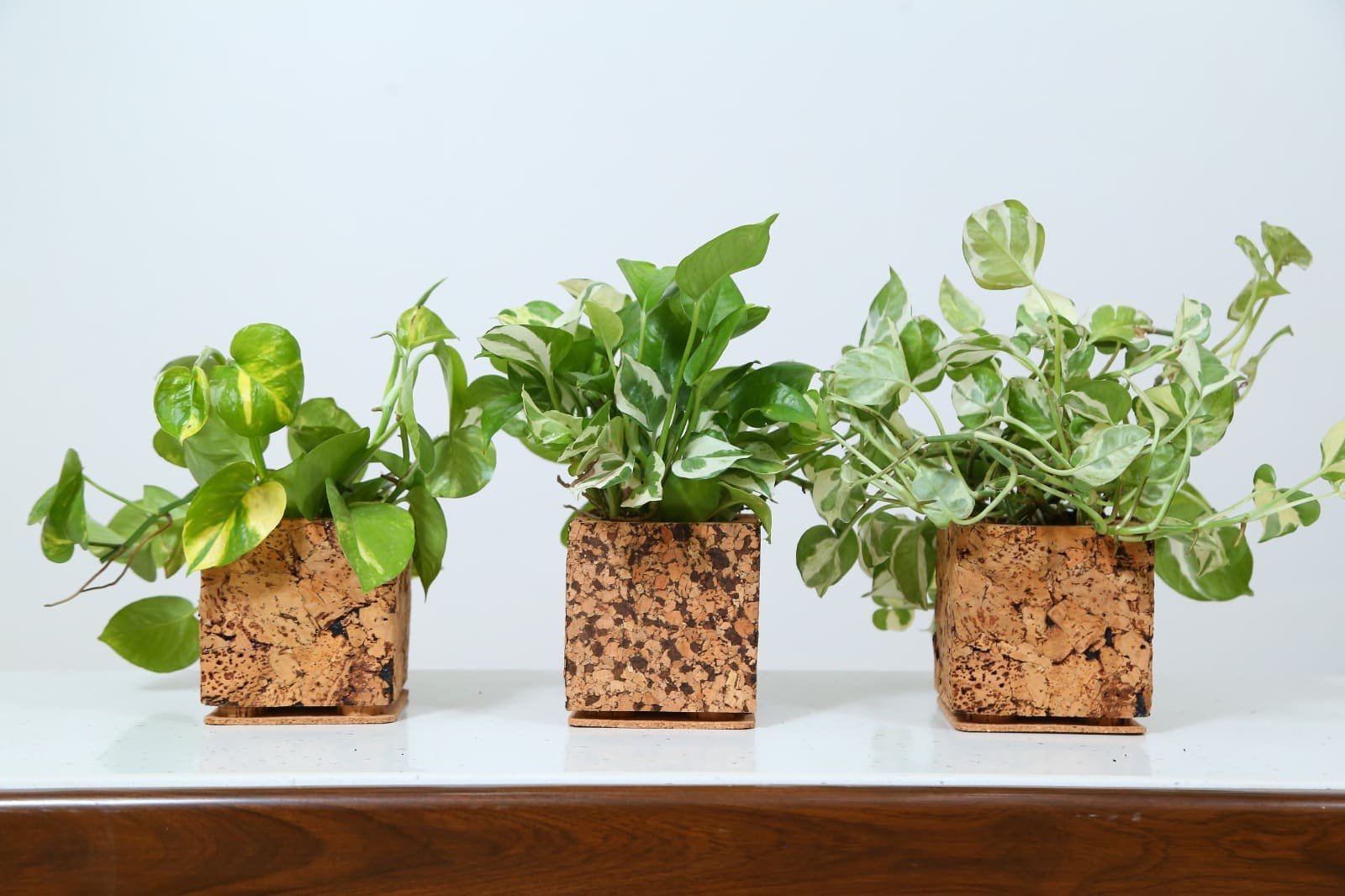 Buy Cork Serving Decor for Hotels & Restaurants | Eco-Friendly ...