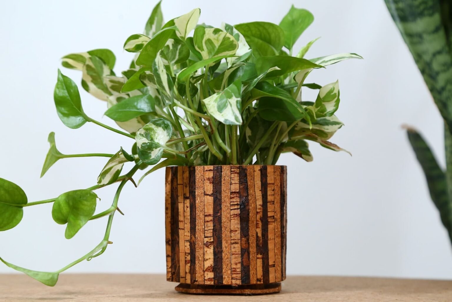 Buy Cork Serving Decor for Hotels & Restaurants | Eco-Friendly ...